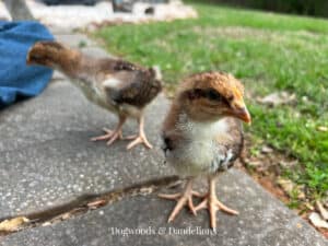 Common Chicken Questions (You Were Too Afraid to Ask!) – Dogwoods ...