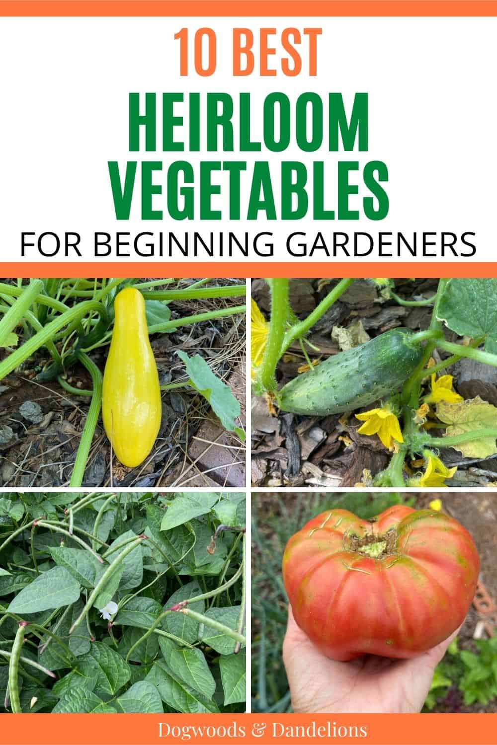 Best Heirloom Vegetables for Beginners – Dogwoods & Dandelions