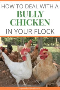 How To Deal With A Bully Chicken – Dogwoods & Dandelions