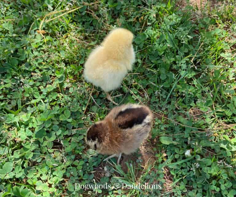 Chicken Terminology Explained – Dogwoods & Dandelions