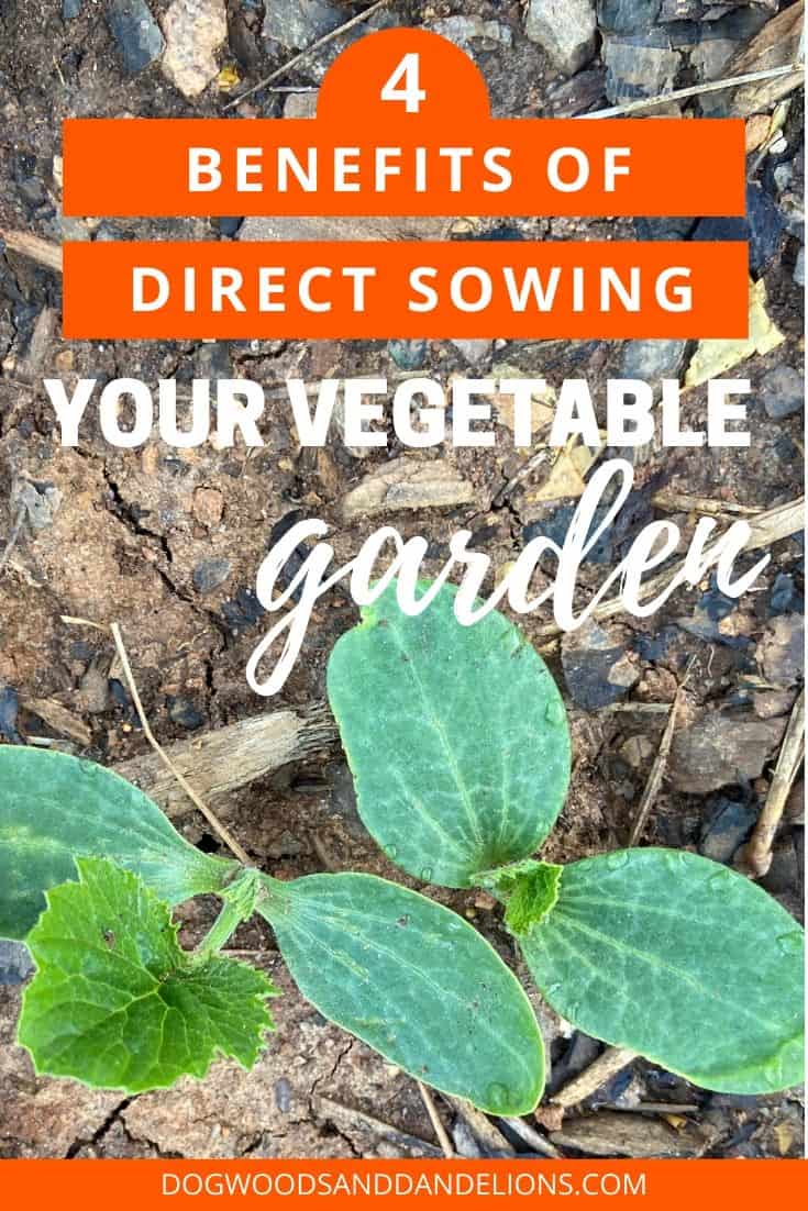 Direct Sowing vs. Transplants – Dogwoods & Dandelions