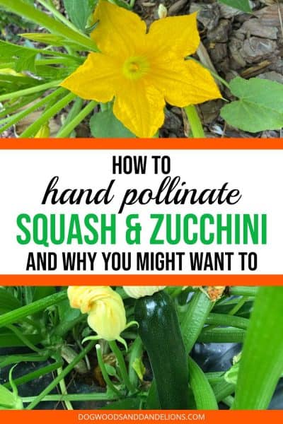 How To Hand Pollinate Squash & Zucchini – Dogwoods & Dandelions