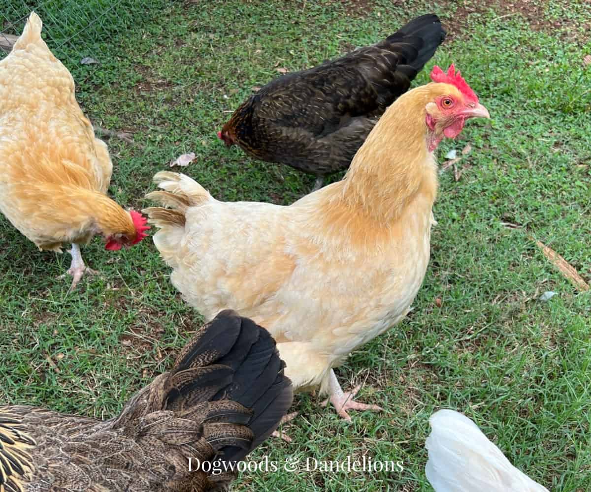 How To Keep Chickens Cool In The Summer – Dogwoods & Dandelions