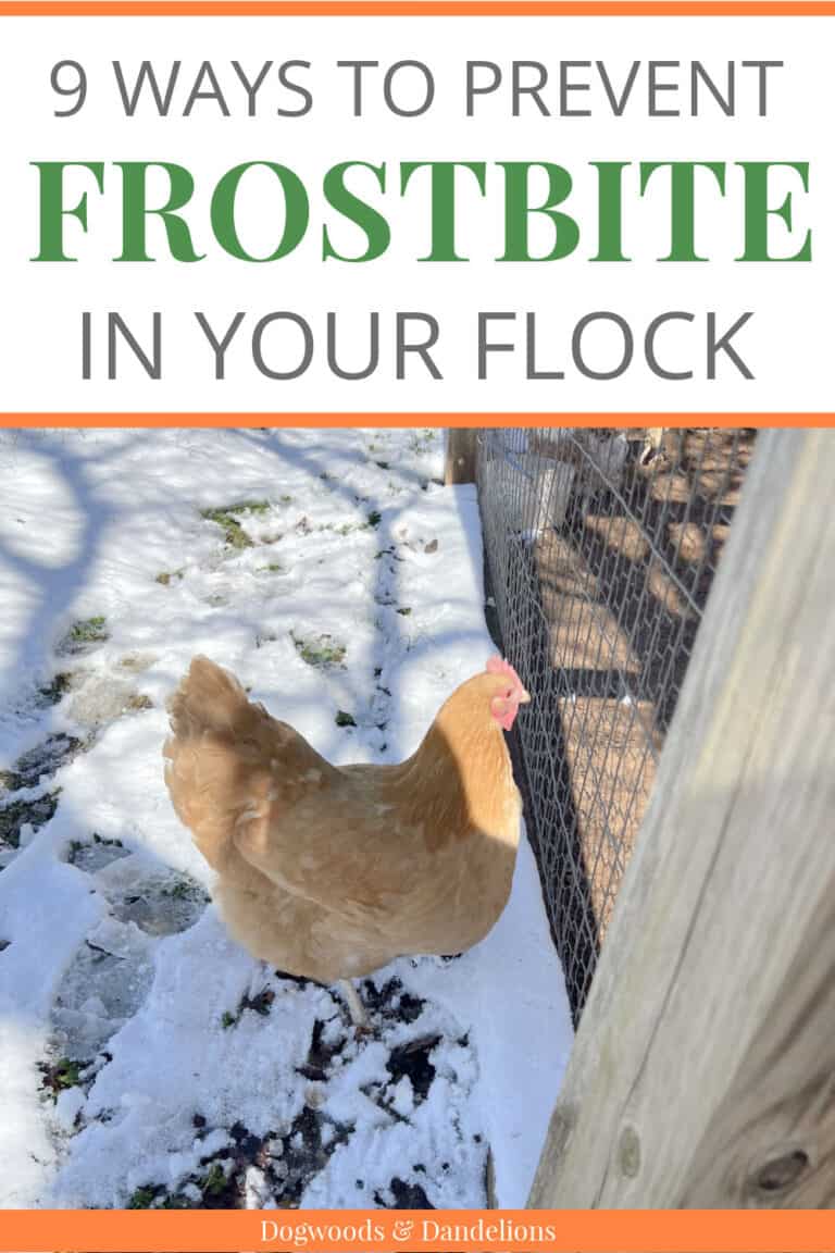 How To Prevent Frostbite In Chickens – Dogwoods & Dandelions