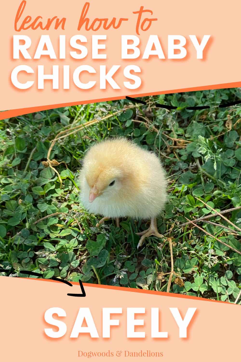 Raising Baby Chicks Safely – Dogwoods & Dandelions