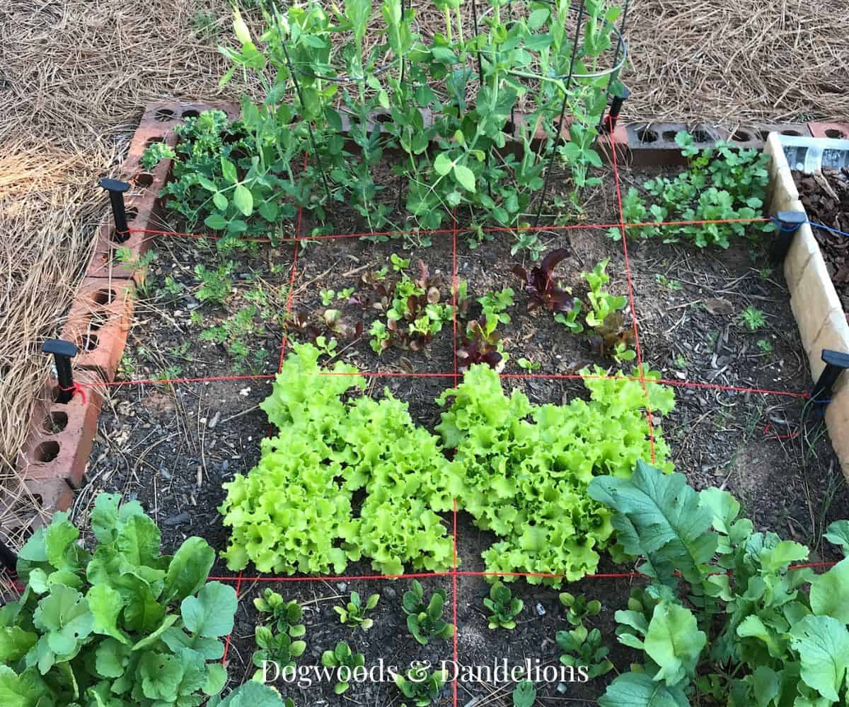 How to Start a Square Foot Garden – Dogwoods & Dandelions