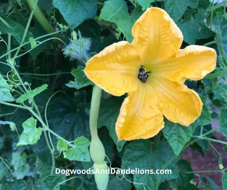 Starting A Garden-Expert Advice from Experienced Gardeners – Dogwoods ...